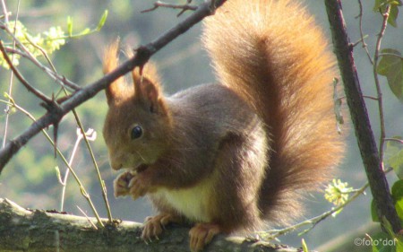 veverica-obycajna-sciurus-vulgaris.jpg :: Burunduk,poletuška a veverice